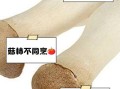 鸡腿菇不能和什么一起吃_鸡腿菇与什么相克