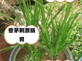 香茅草孕妇可以吃吗_孕期食用香茅草安全吗