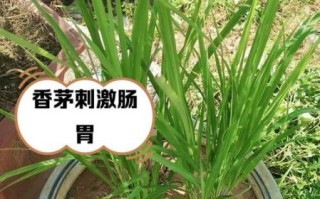 香茅草孕妇可以吃吗_孕期食用香茅草安全吗