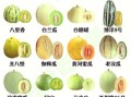 甜瓜品种十大排行榜_哪种甜瓜最好吃