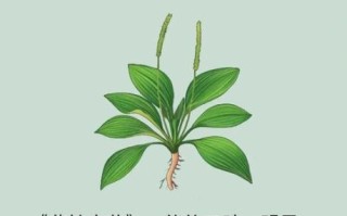 车前草治什么病最好_车前草能治尿路感染吗