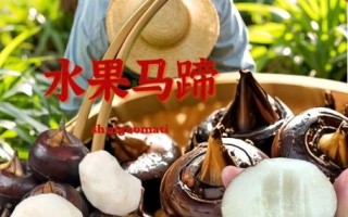 荸荠是什么季节的水果_荸荠几月份成熟