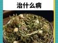 蒲公英图片_植物有什么功效