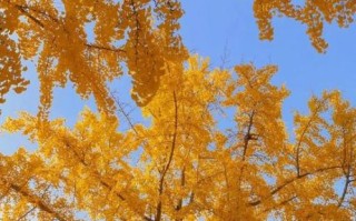 银杏树图片高清图_如何拍出金黄大片感