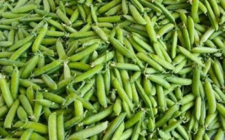 豌豆长什么样子_豌豆外形特征