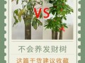 发财树怎么养_发财树养殖注意事项