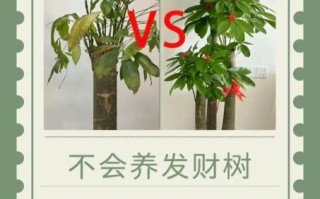 发财树怎么养_发财树养殖注意事项