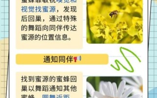 蜜蜂怎么筑巢_蜜蜂如何采蜜