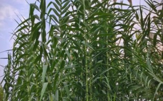 芦竹是什么植物_芦竹和芦苇的区别