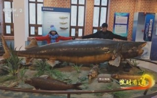 鳇鱼最大的多少斤_鳇鱼能长多大