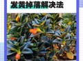 金鱼吊兰怎么养_金鱼吊兰叶子发黄怎么办