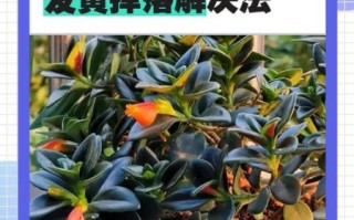 金鱼吊兰怎么养_金鱼吊兰叶子发黄怎么办