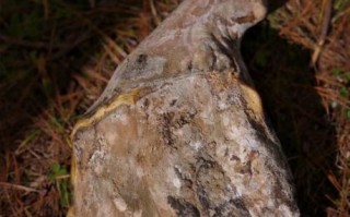 诺邓火腿多少钱一斤_诺邓火腿价格表