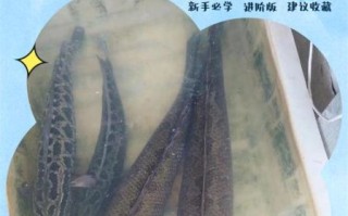 乌鱼和黑鱼一样吗_乌鱼黑鱼区别