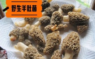 羊肚菌种植条件_羊肚菌怎么种植