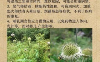 续断的功效与作用_续断主治哪些病