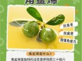 橄榄油能提高性功能吗_怎么用效果最好