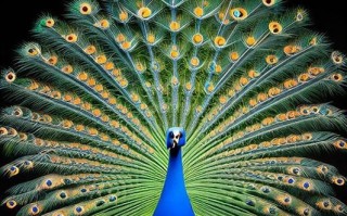 孔雀开屏是什么意思_孔雀开屏的寓意和象征