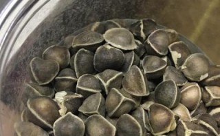 辣木籽泡水能减肥吗_辣木籽泡水一天喝几次