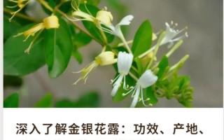 骑蛇难下金银花露是什么_骑蛇难下金银花露怎么用