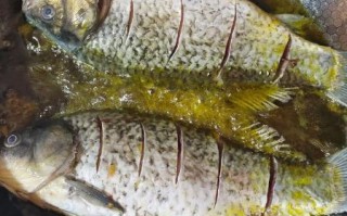 怎样炸鱼_炸鱼用什么油最好