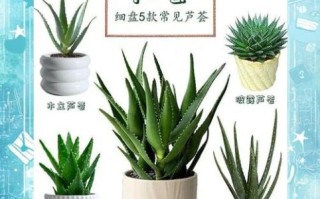 芦荟图片欣赏_如何辨别品种