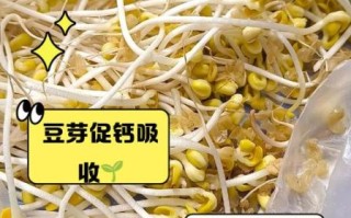 豆芽的功效与作用_吃豆芽能减肥吗