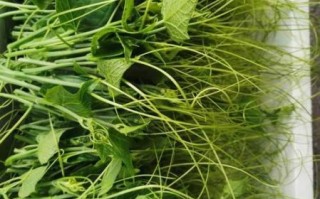 佛手瓜苗又叫龙须菜吗_佛手瓜苗和龙须菜区别