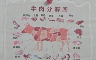 牛身上部位图怎么看_牛肉分割图解