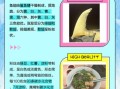 鱼翅和粉丝的区别_鱼翅粉丝真假怎么辨别