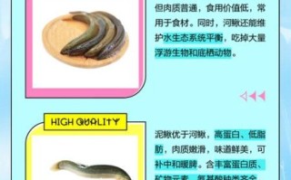 吃泥鳅的害处_泥鳅吃多了有什么坏处