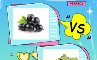 黑加仑是葡萄还是提子_黑加仑和葡萄的区别