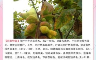 五倍子有什么功效_五倍子怎么用效果最好