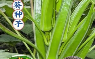 黄秋葵视频安卓怎么下载_黄秋葵视频安卓安全吗