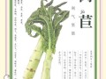 莴苣菜怎么种_莴苣菜的营养价值
