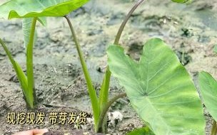 荔浦芋头叶子图片长什么样_如何辨别真假