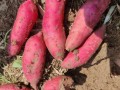 农村红薯图片大全大图_如何拍摄高清红薯照片