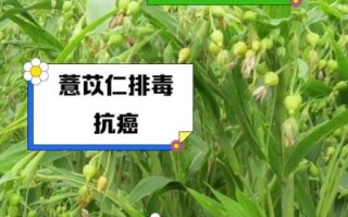 苡仁的功效与作用_苡仁的主治功能