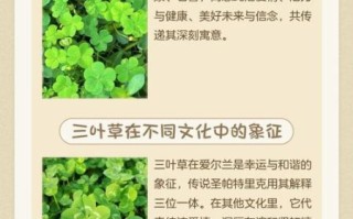 三叶草的花语是什么_三叶草代表什么含义