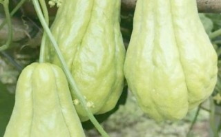 佛手瓜蔓怎么吃_佛手瓜藤尖做法大全