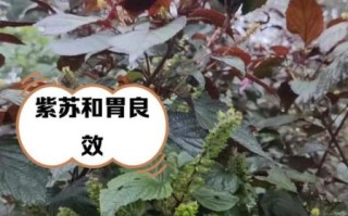 女人吃紫苏有什么好处_紫苏对女性的功效