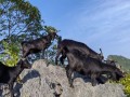 黑山羊养殖基地选址_黑山羊养殖成本