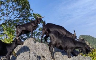 黑山羊养殖基地选址_黑山羊养殖成本