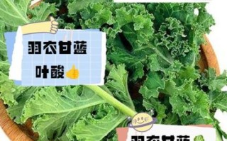 羽衣甘蓝菜的功效与作用_羽衣甘蓝怎么吃减肥