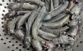 跳鱼儿是什么_跳鱼儿怎么养