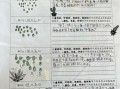 豆芽生长过程_观察日记怎么写