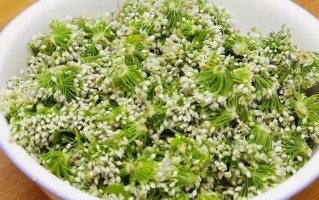 韭菜花怎么腌才能保持翠绿_韭菜花腌制不变色秘诀 韭菜花怎么腌才能保持翠绿_韭菜花腌制不变色秘诀