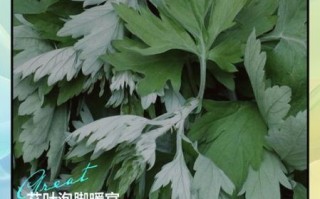 喝艾叶水能减肥吗_艾叶水减肥原理