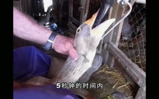 法国鹅肝为什么残忍_鹅肝制作过程