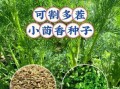 茴香图片怎么拍_茴香高清图去哪找